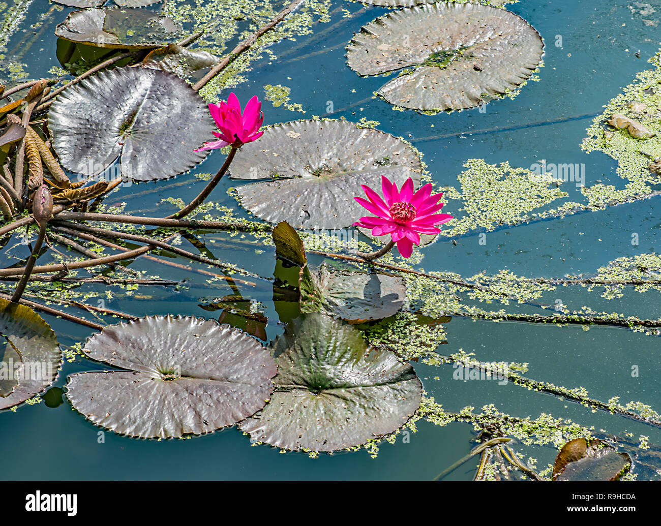 Red sacred lotus water lily hi-res stock photography and images - Alamy