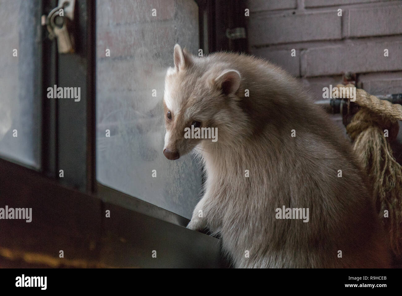 Mapache Melanístico