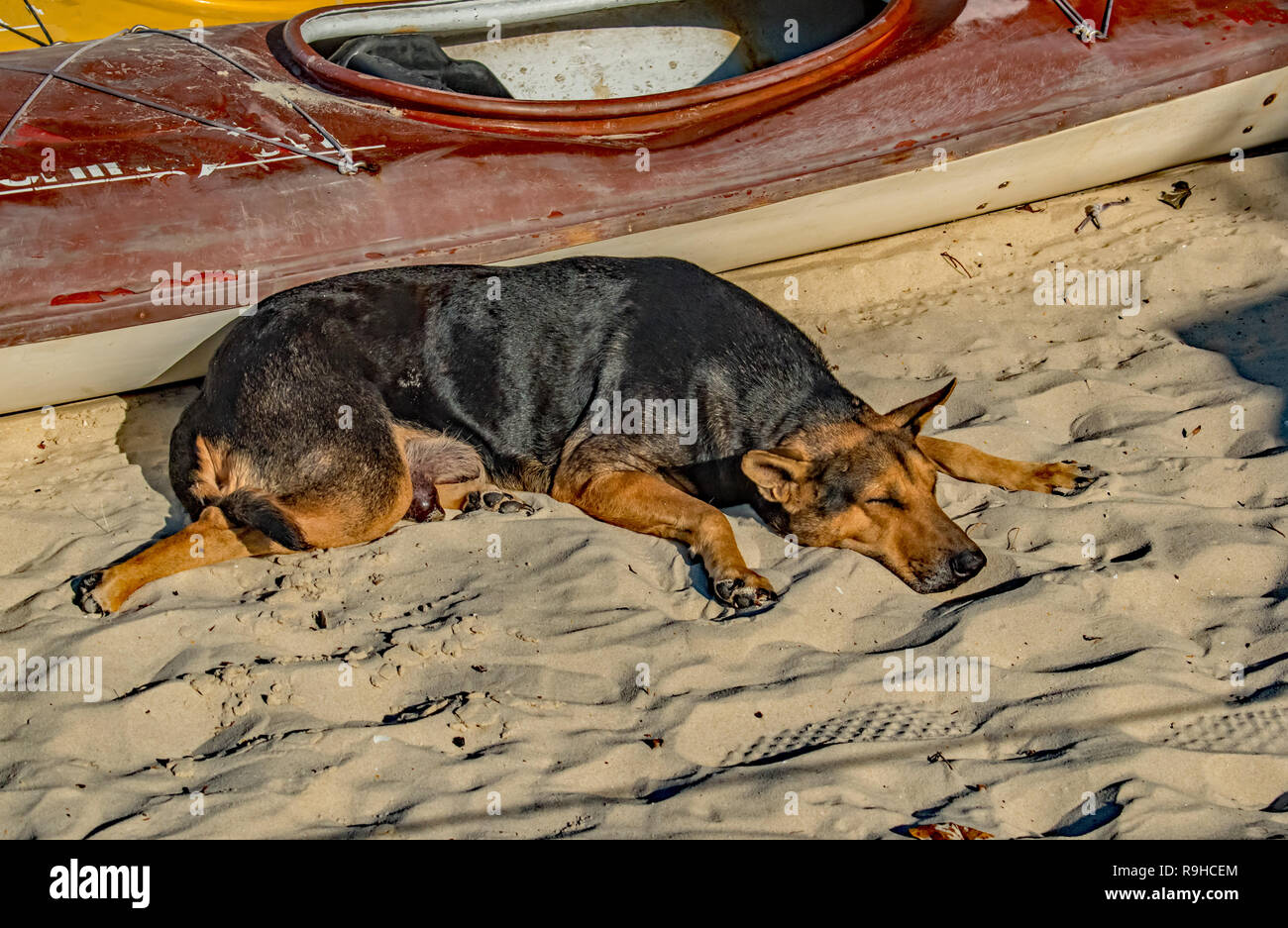 Dog Tired on a beach Stock Photo - Alamy