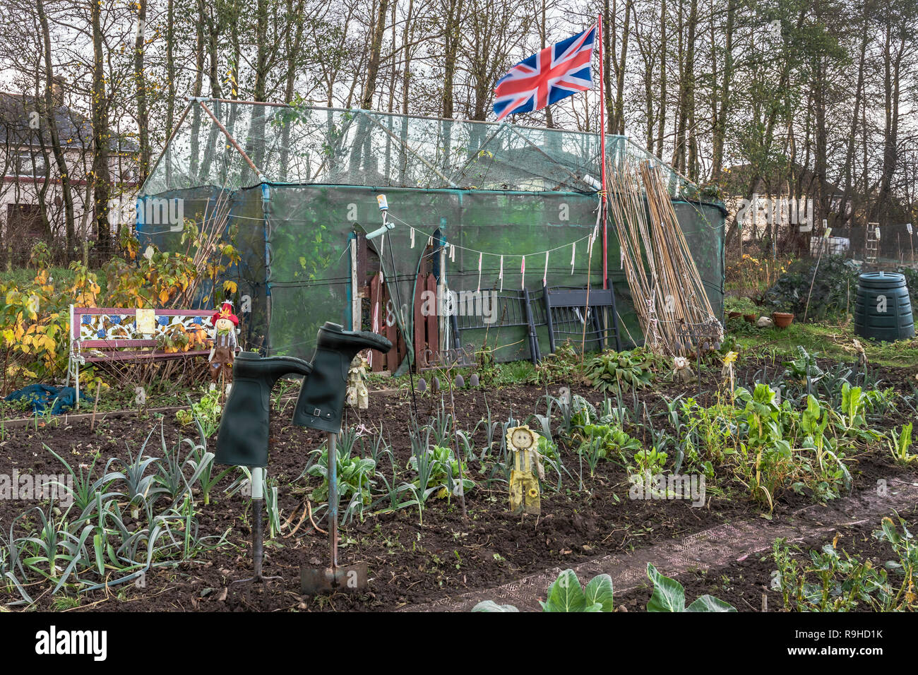 Allotment plot at Kilwinning growers, communal gardens, Kilwinning, Ayrshire, Scotland, UK in ...