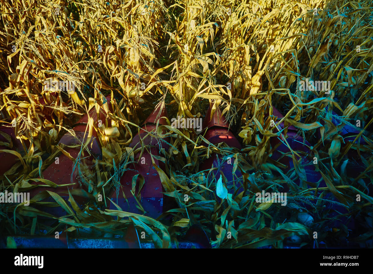 View from the cabin of combine harvester during work on the corn field ...