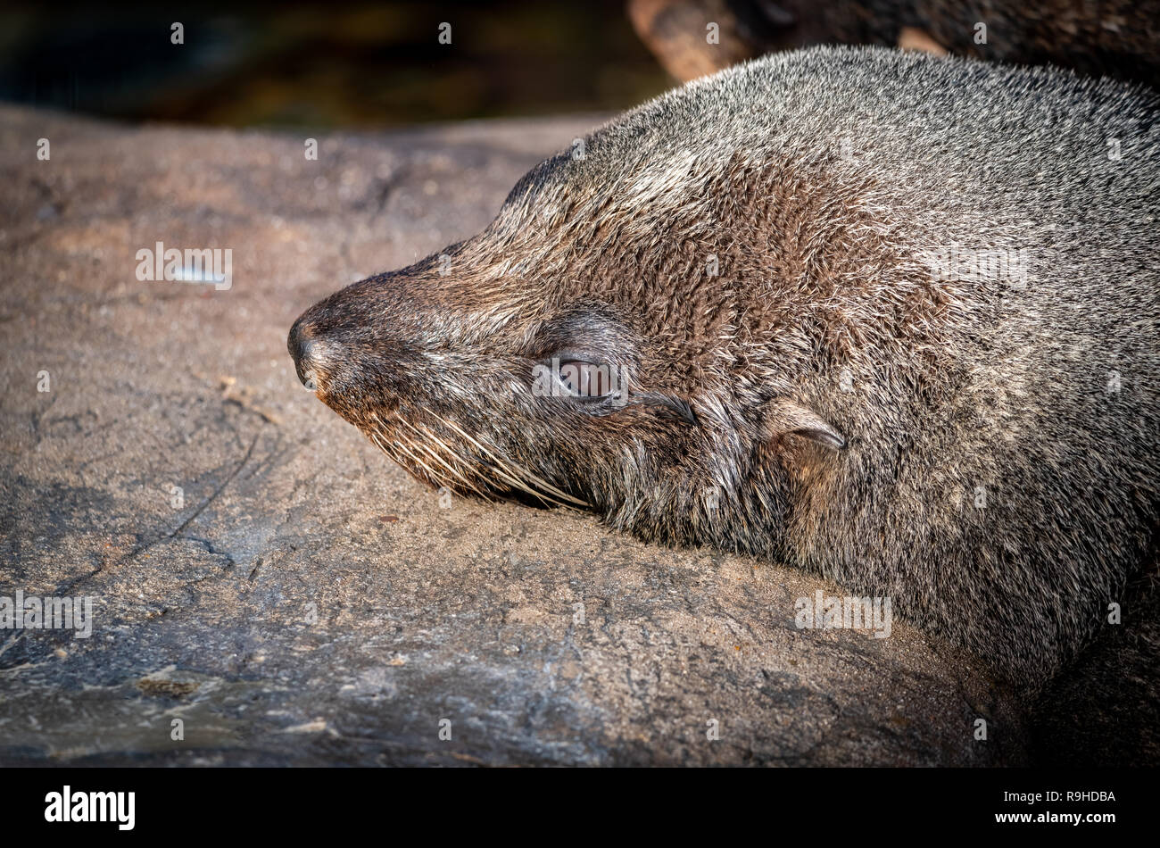 Seal basking in the sun hi-res stock photography and images - Alamy