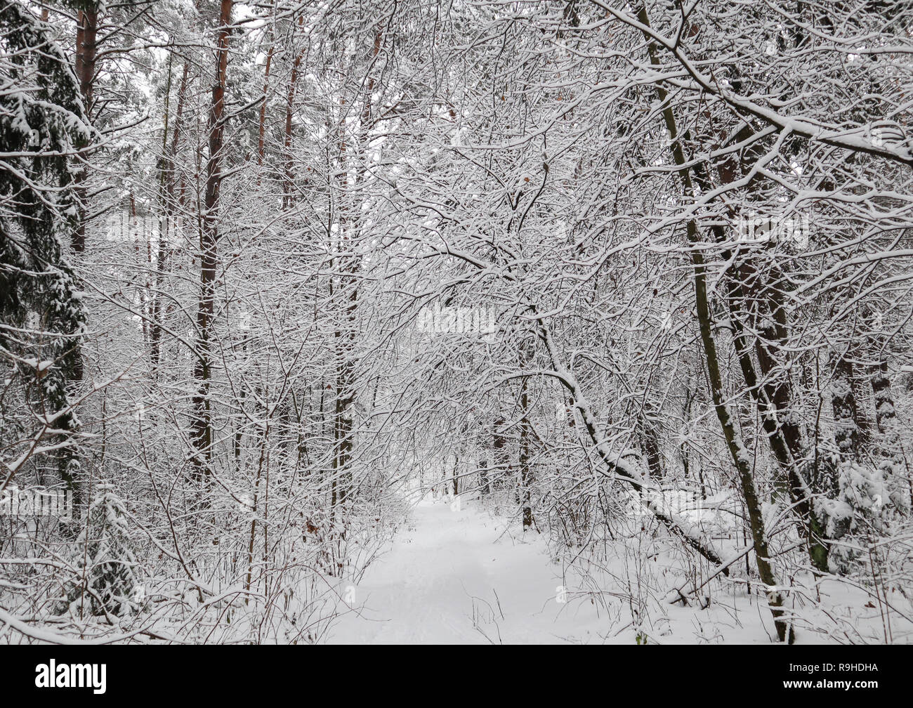 Beautiful winter forest with snowy trees. А lot of thin twigs covered ...