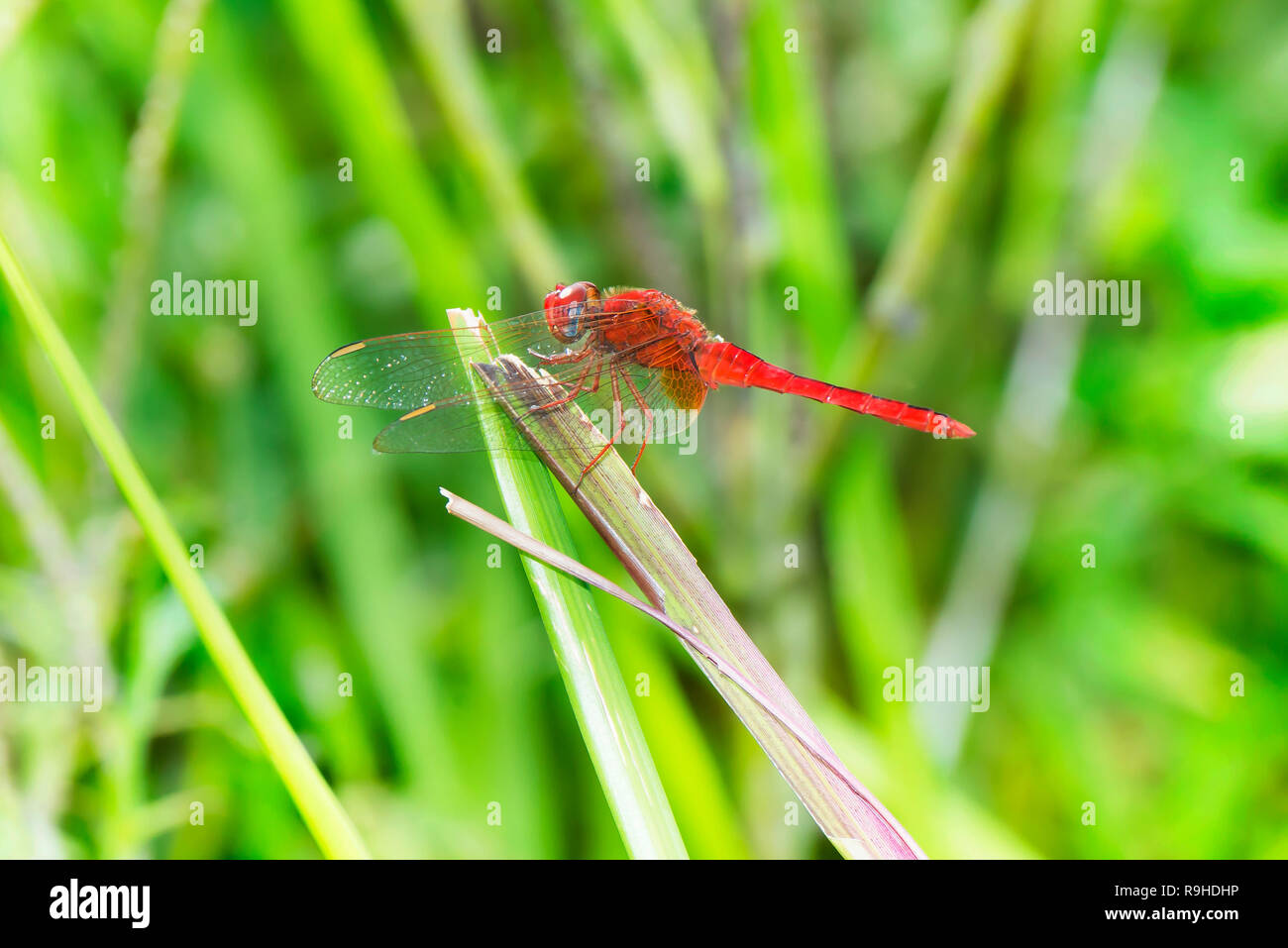 The red dragon fly in Thailand Stock Photo - Alamy