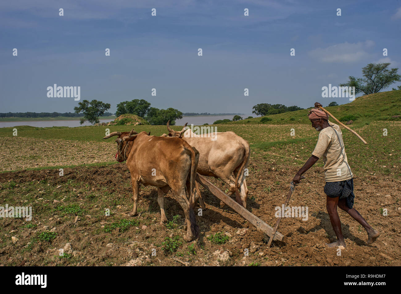 Farmer Ploughing Field Traditional Way High Resolution Stock ...