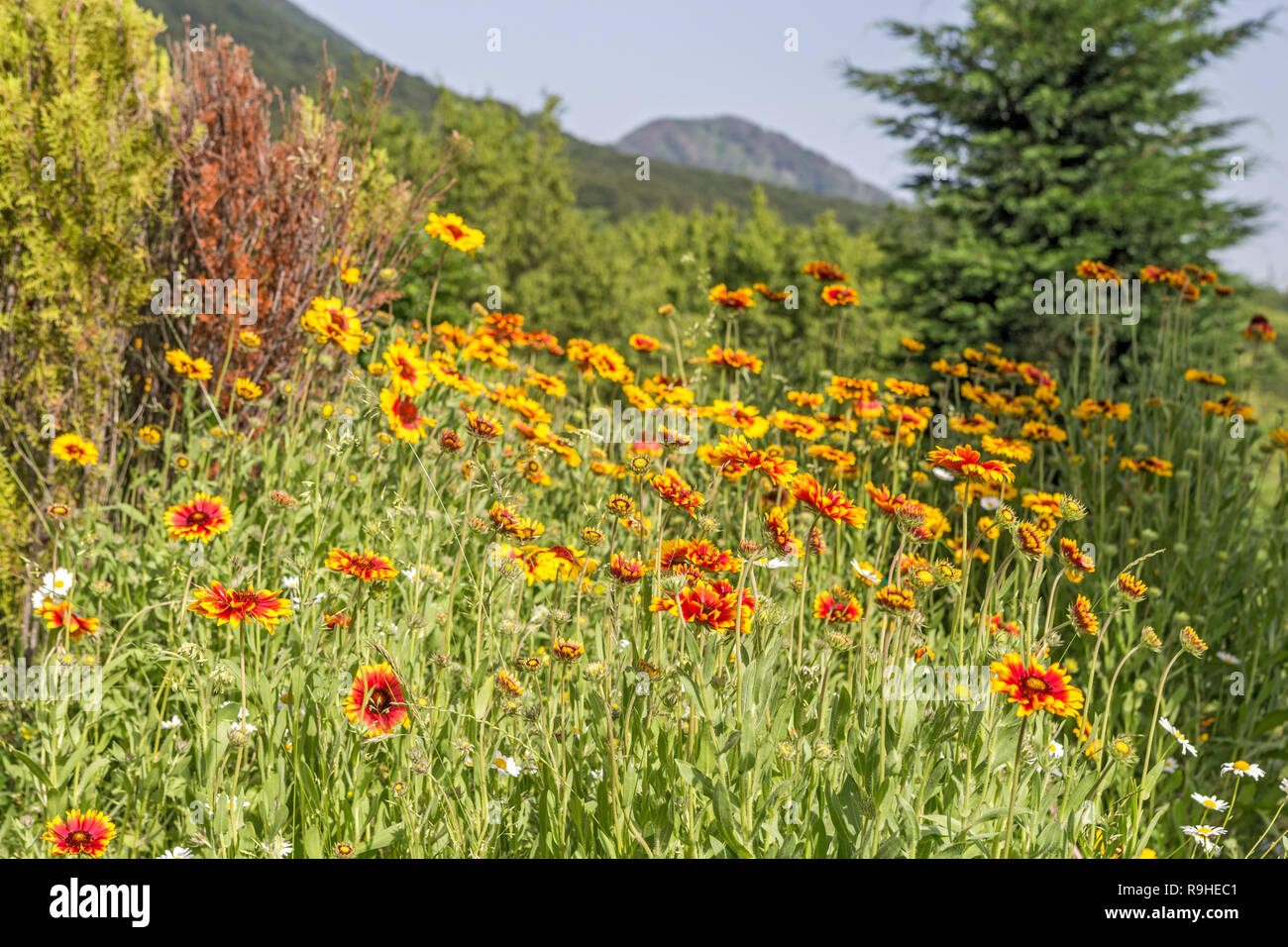 Flowers & mountain view Tirana Albania from Dajti Express Cable Stock ...