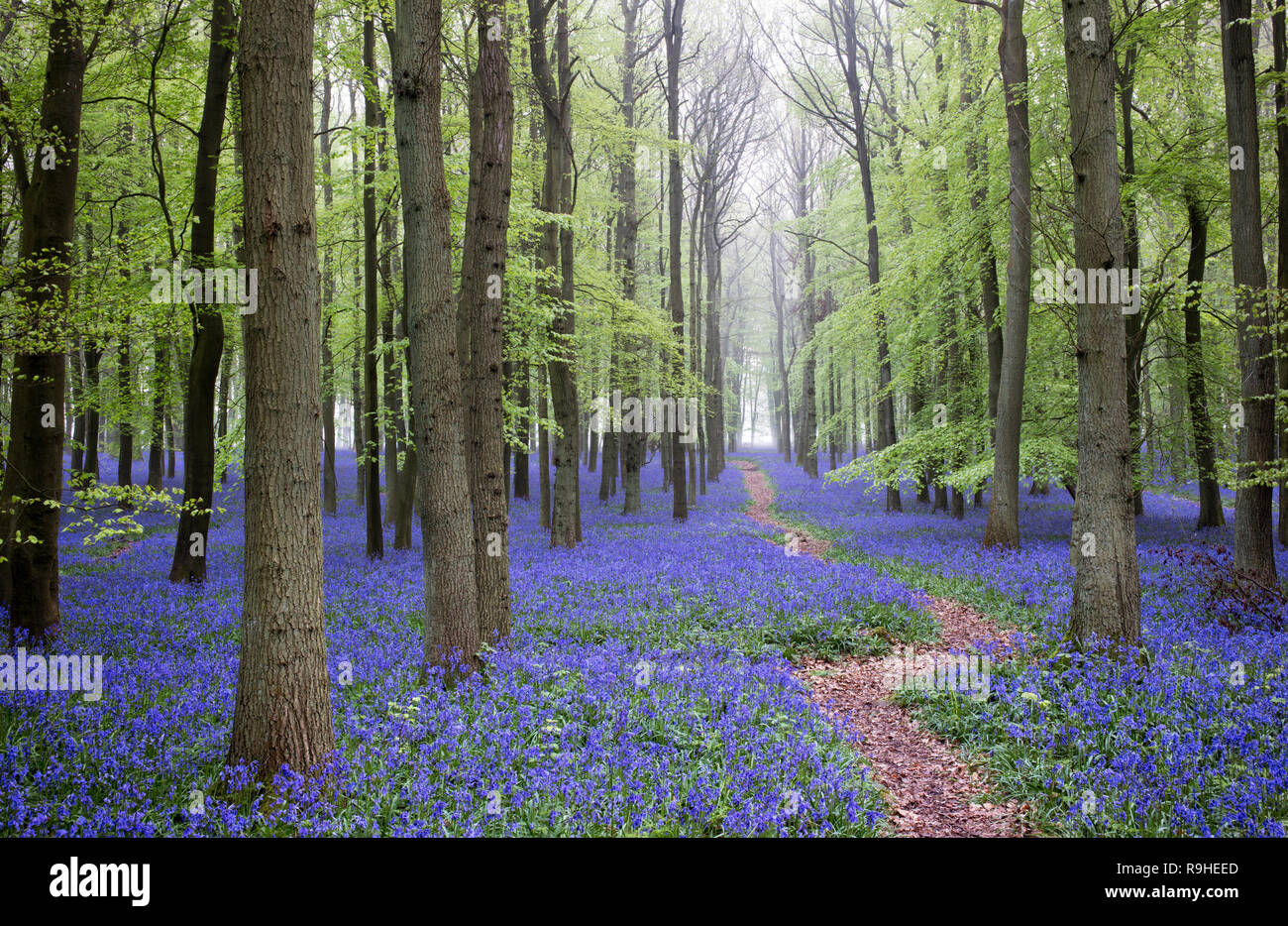 English bluebells through trees hi-res stock photography and images - Alamy