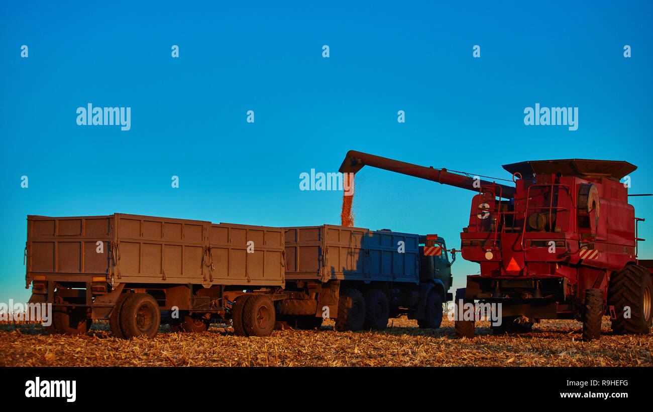 Pouring corn grain into tractor trailer after harvest Stock Photo - Alamy