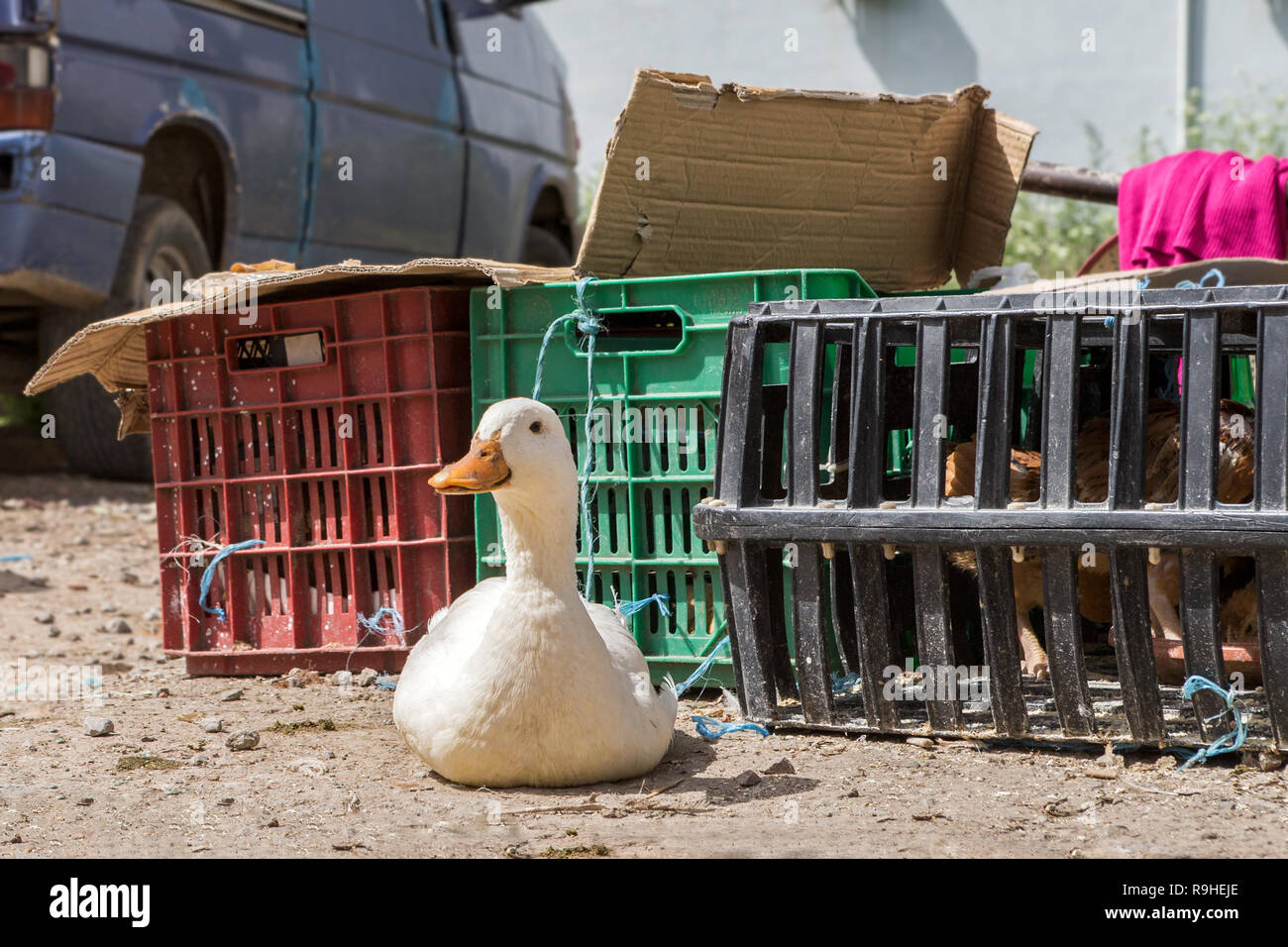 Food produce duck hi-res stock photography and images - Alamy