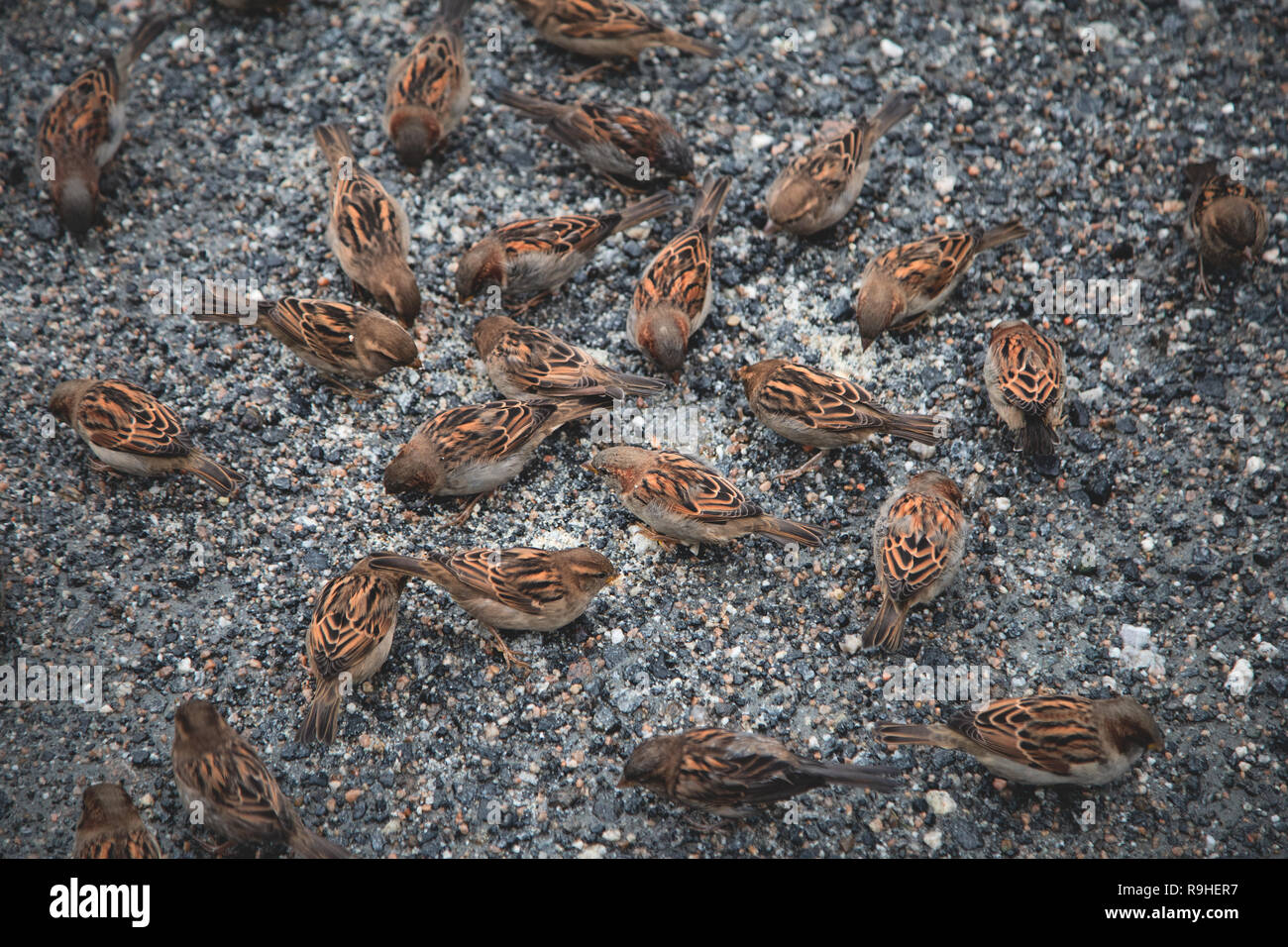 Sparrows feeding hi-res stock photography and images - Alamy