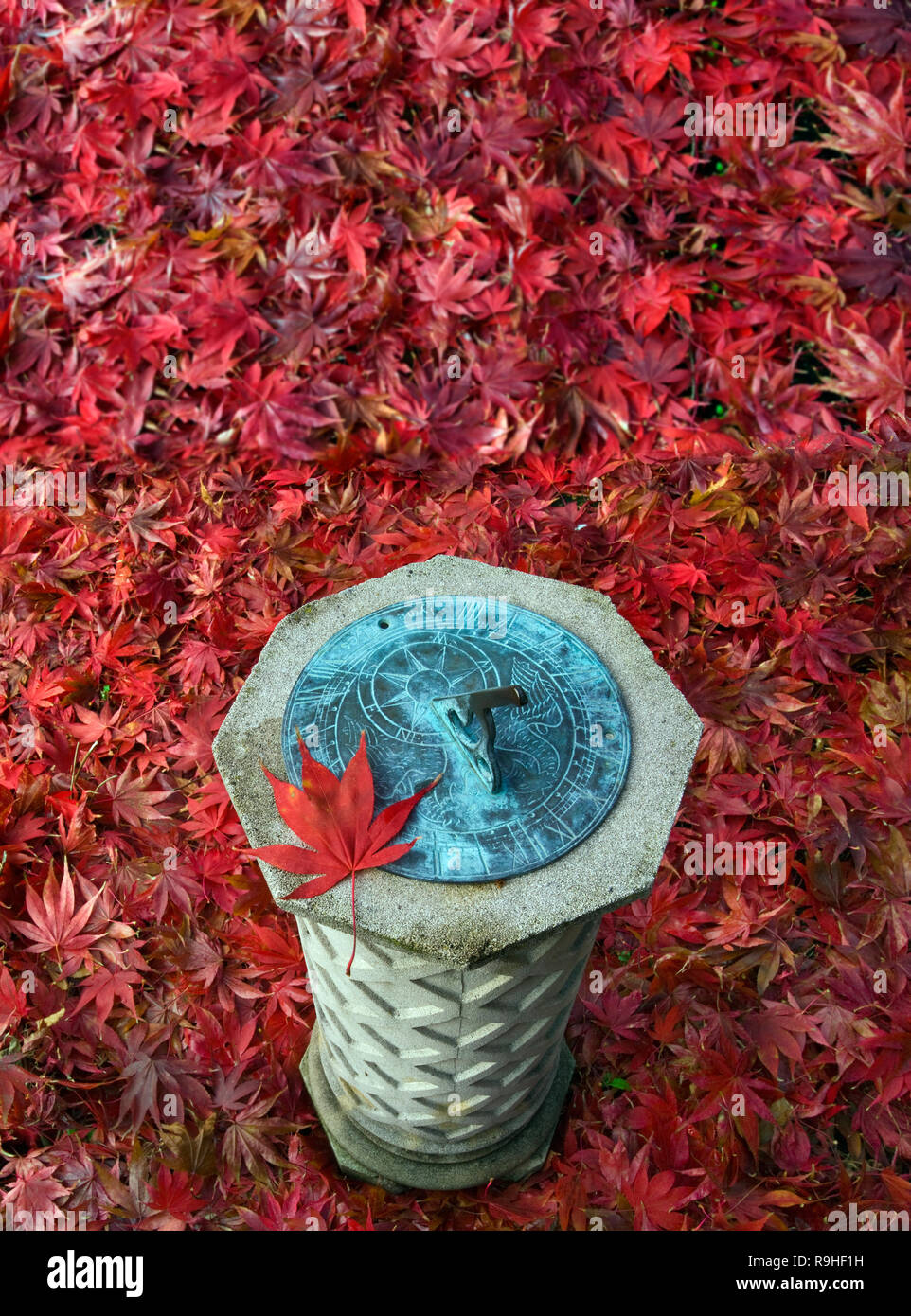 Sundial and fallen Japanese Maple Acer palmatum Leaves Stock Photo - Alamy