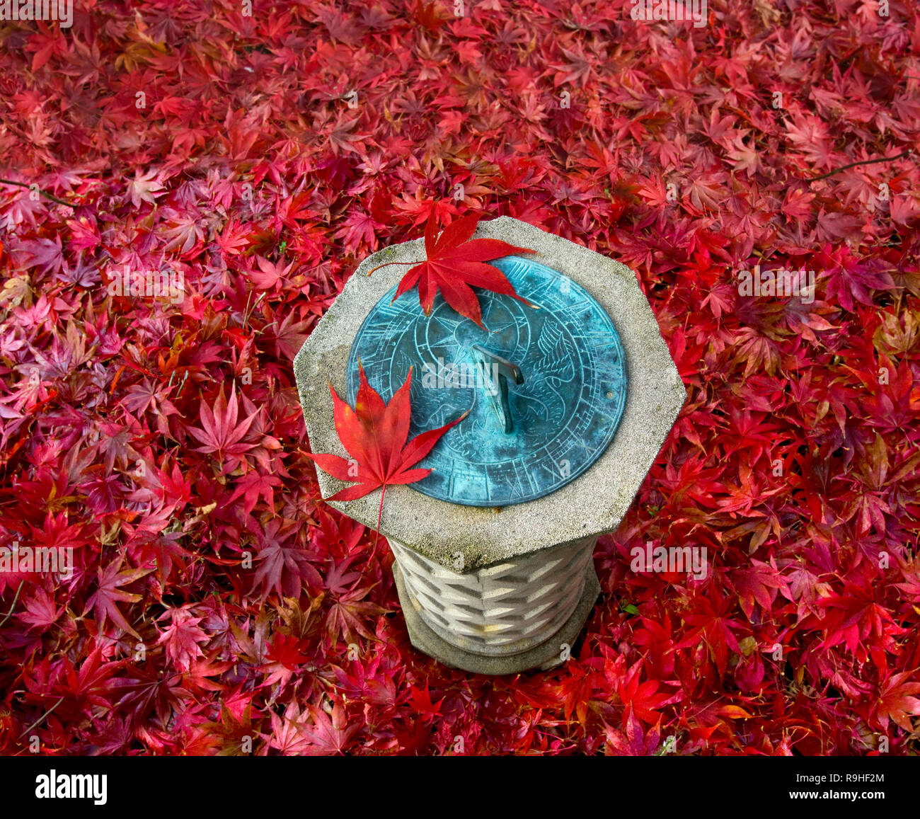 Sundial and acer palmatum hi-res stock photography and images - Alamy