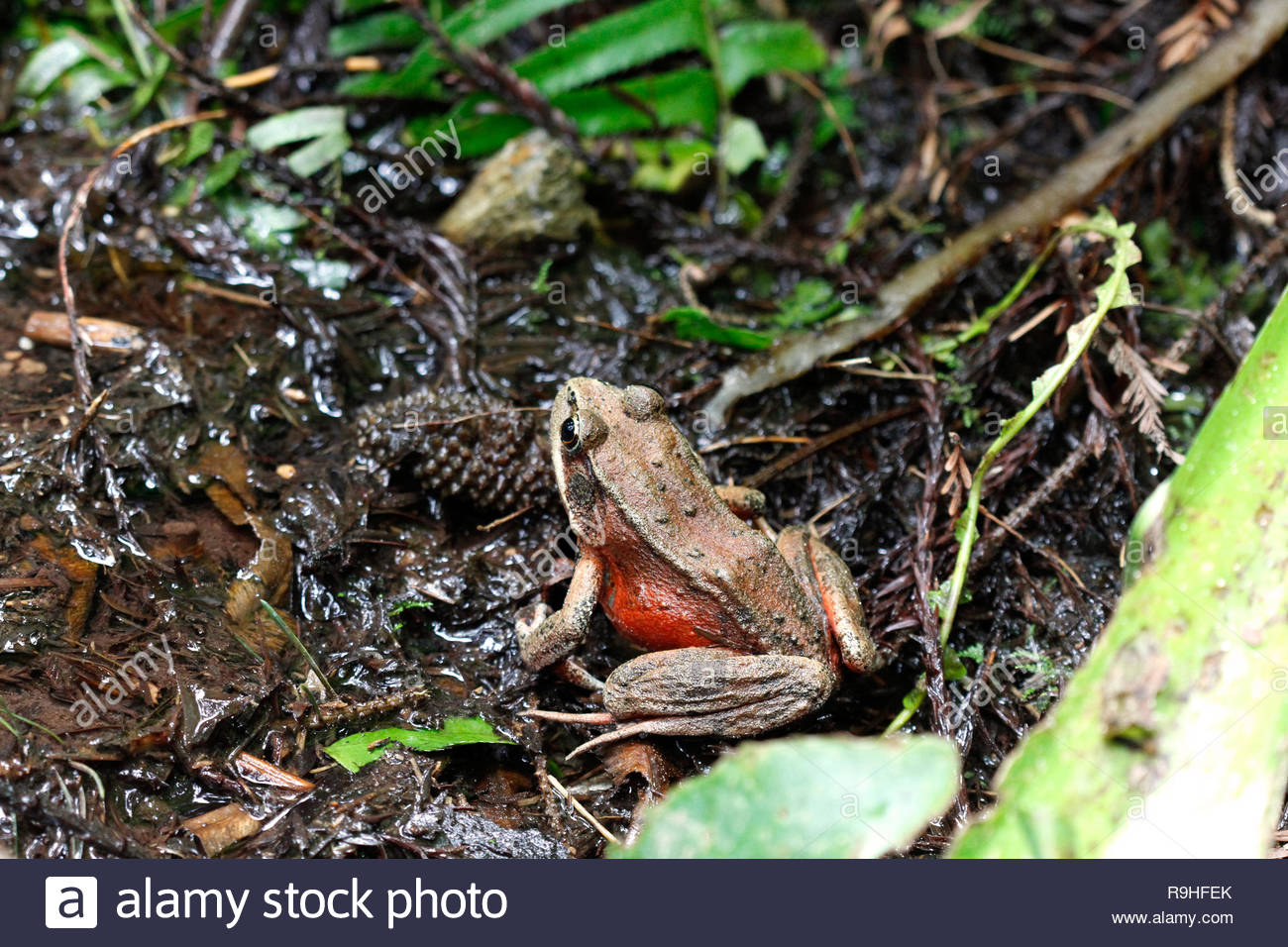 Red Legged Frog Stock Photos & Red Legged Frog Stock Images - Alamy