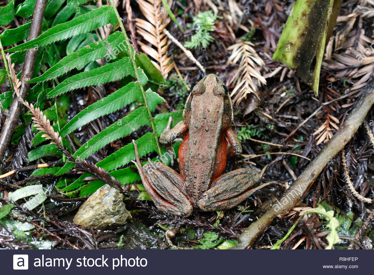 Red Legged Frog Stock Photos & Red Legged Frog Stock Images - Alamy
