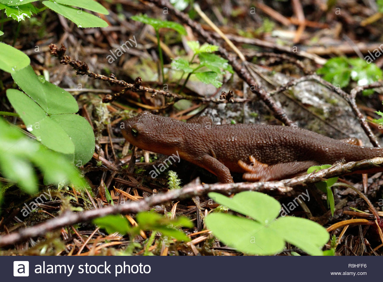 Rough Skinned Newt Taricha Granulosa High Resolution Stock Photography ...