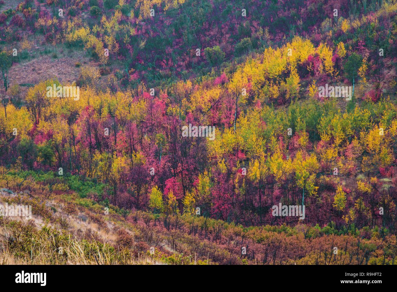 Autumn color palette hi-res stock photography and images - Alamy