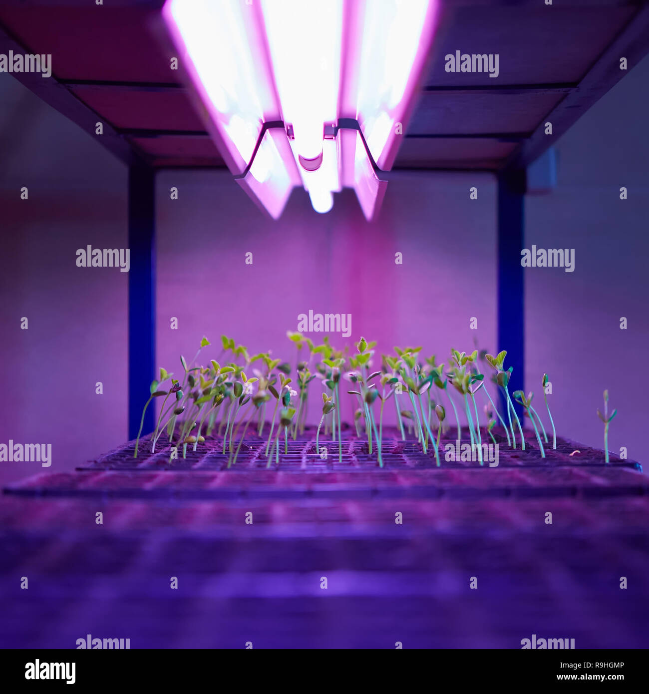 Green sprout growing from seed in square boxes. Symbol of new life ...