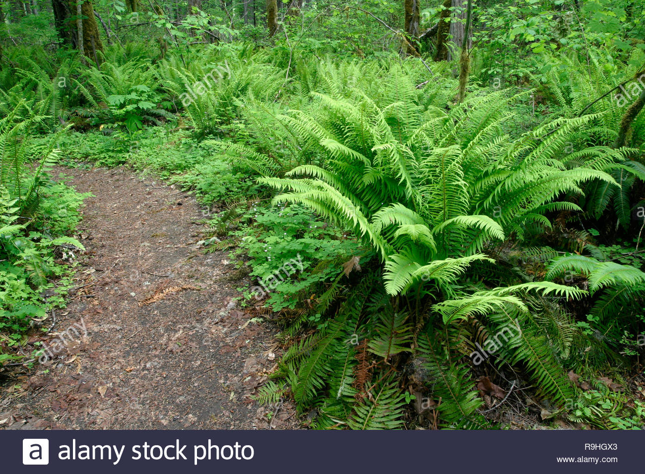 Western Sword Fern Stock Photos & Western Sword Fern Stock Images - Alamy