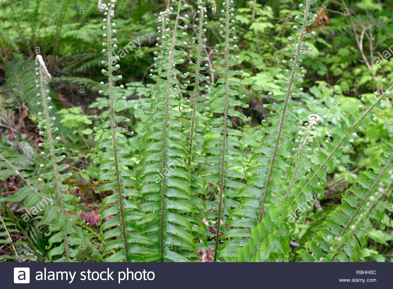 Eugene Oregon Stock Photos & Eugene Oregon Stock Images - Alamy