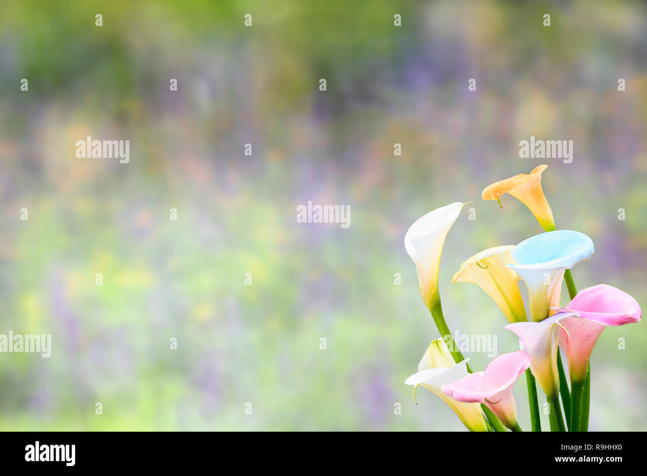 The beautiful Colorful Calla Lilies with nice background color Stock ...