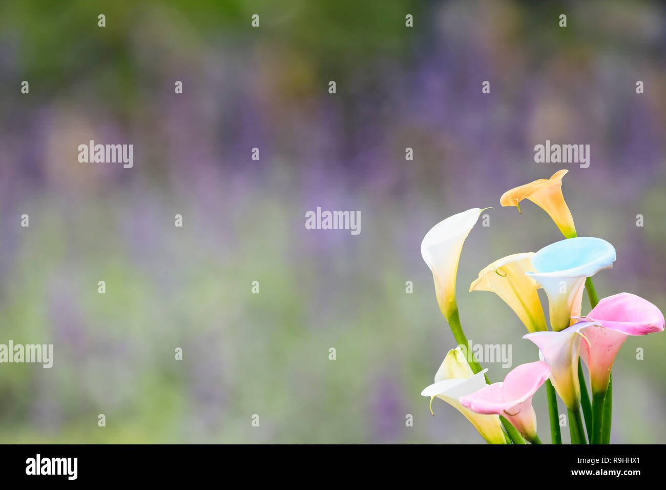 The beautiful Colorful Calla Lilies with nice background color Stock ...