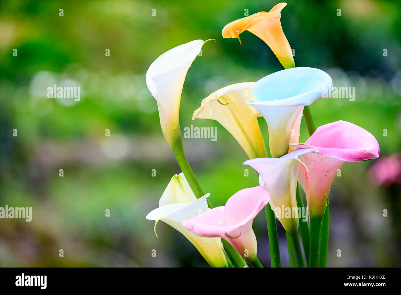 The beautiful Colorful Calla Lilies with nice background color Stock ...