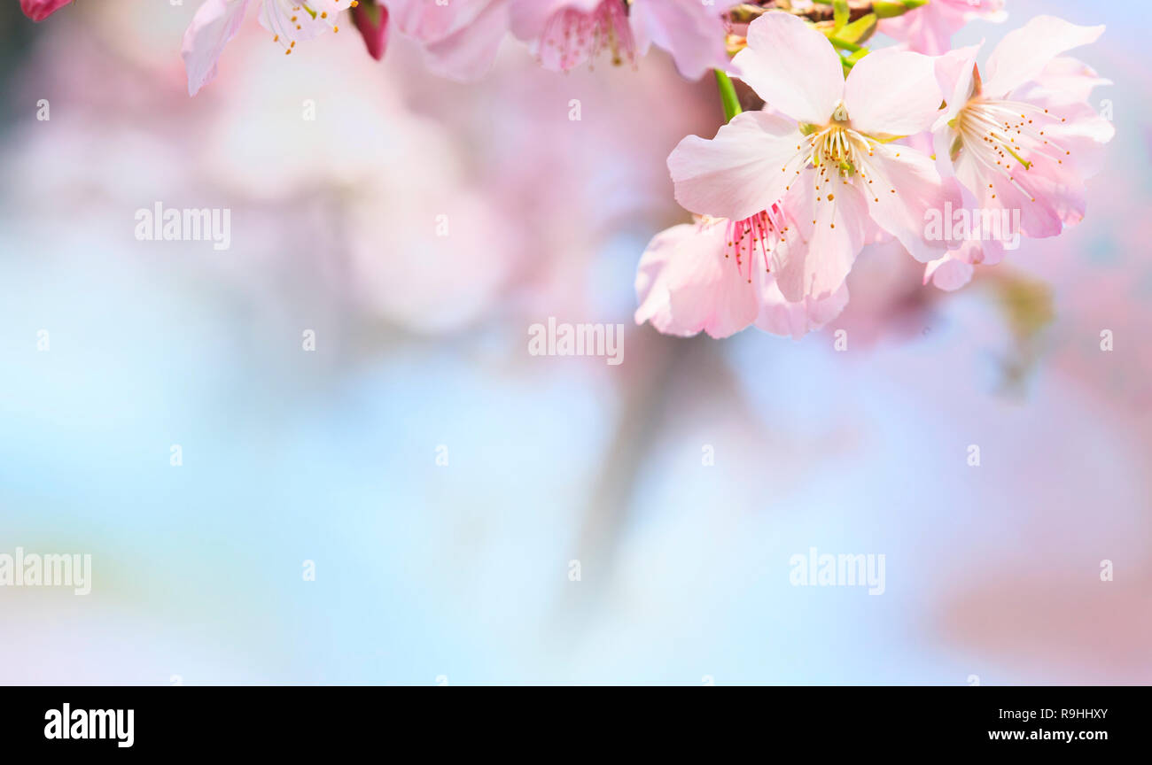 Flying pink sakura petals hi-res stock photography and images - Alamy