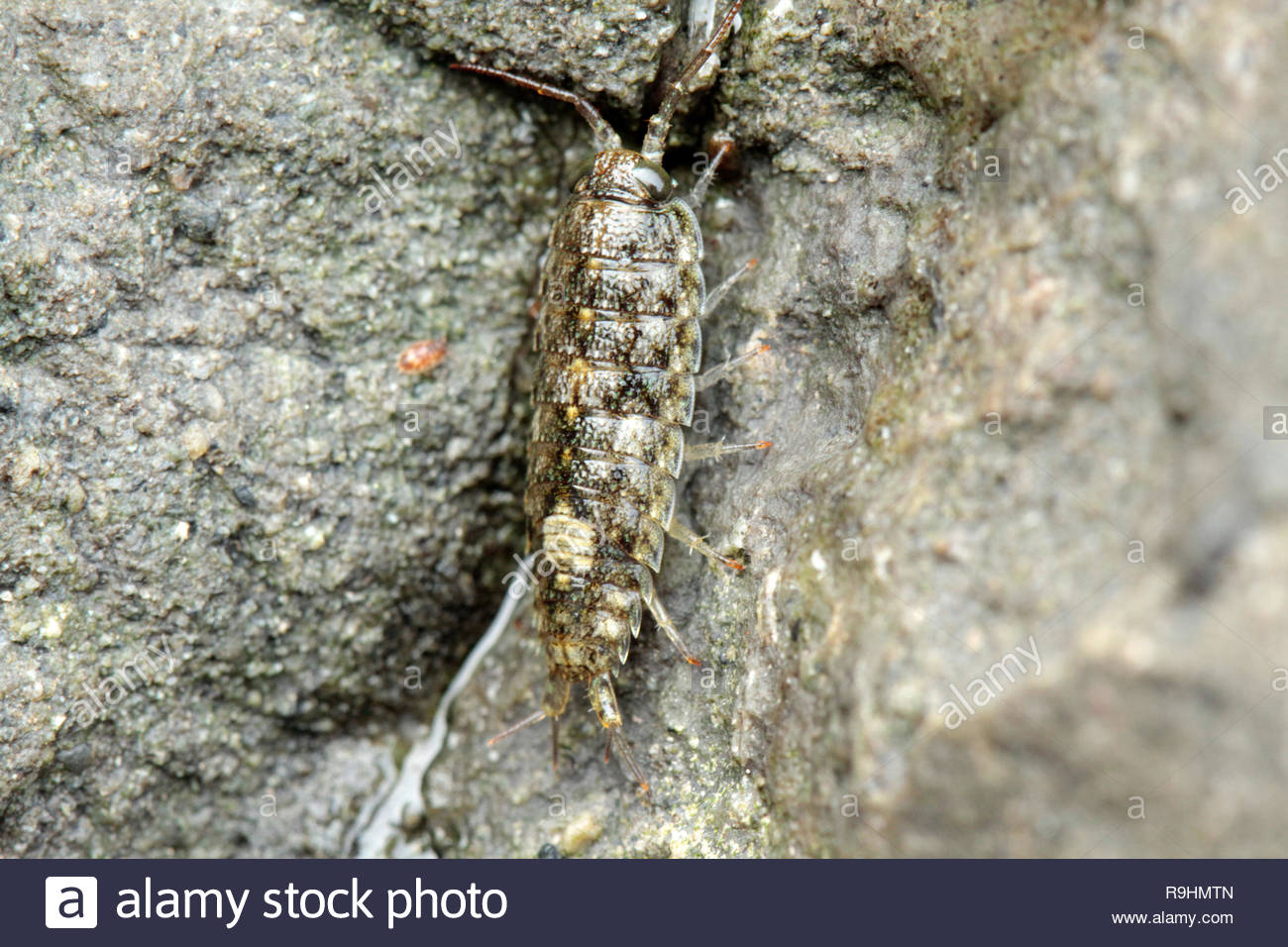 Ligia Stock Photos & Ligia Stock Images - Alamy