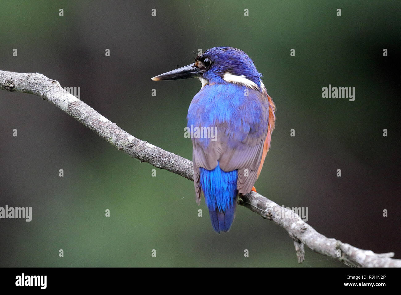 Azure kingfisher alcedo azurea hi-res stock photography and images - Alamy