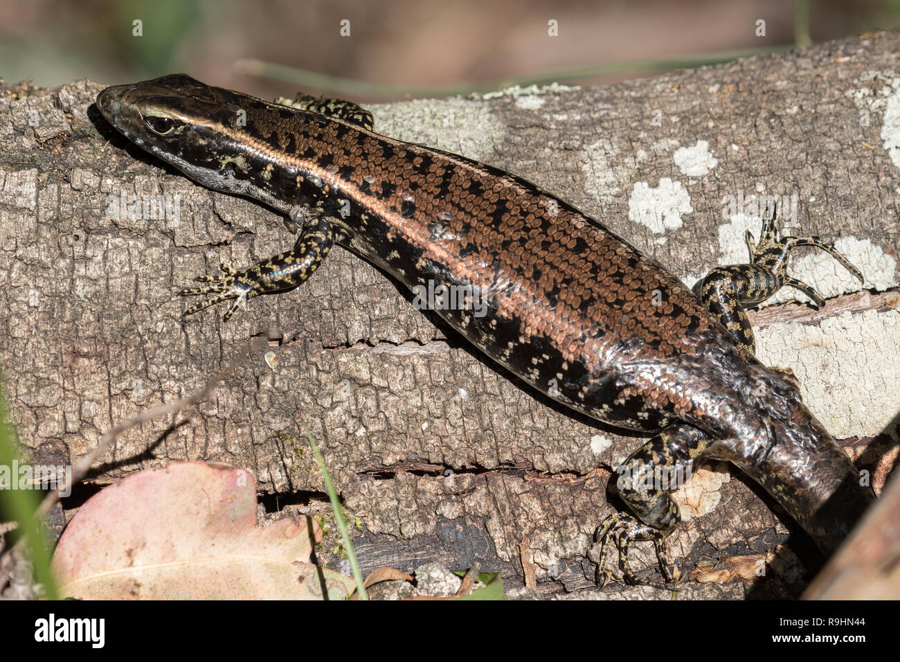 Eastern Water Skink Stock Photo - Alamy