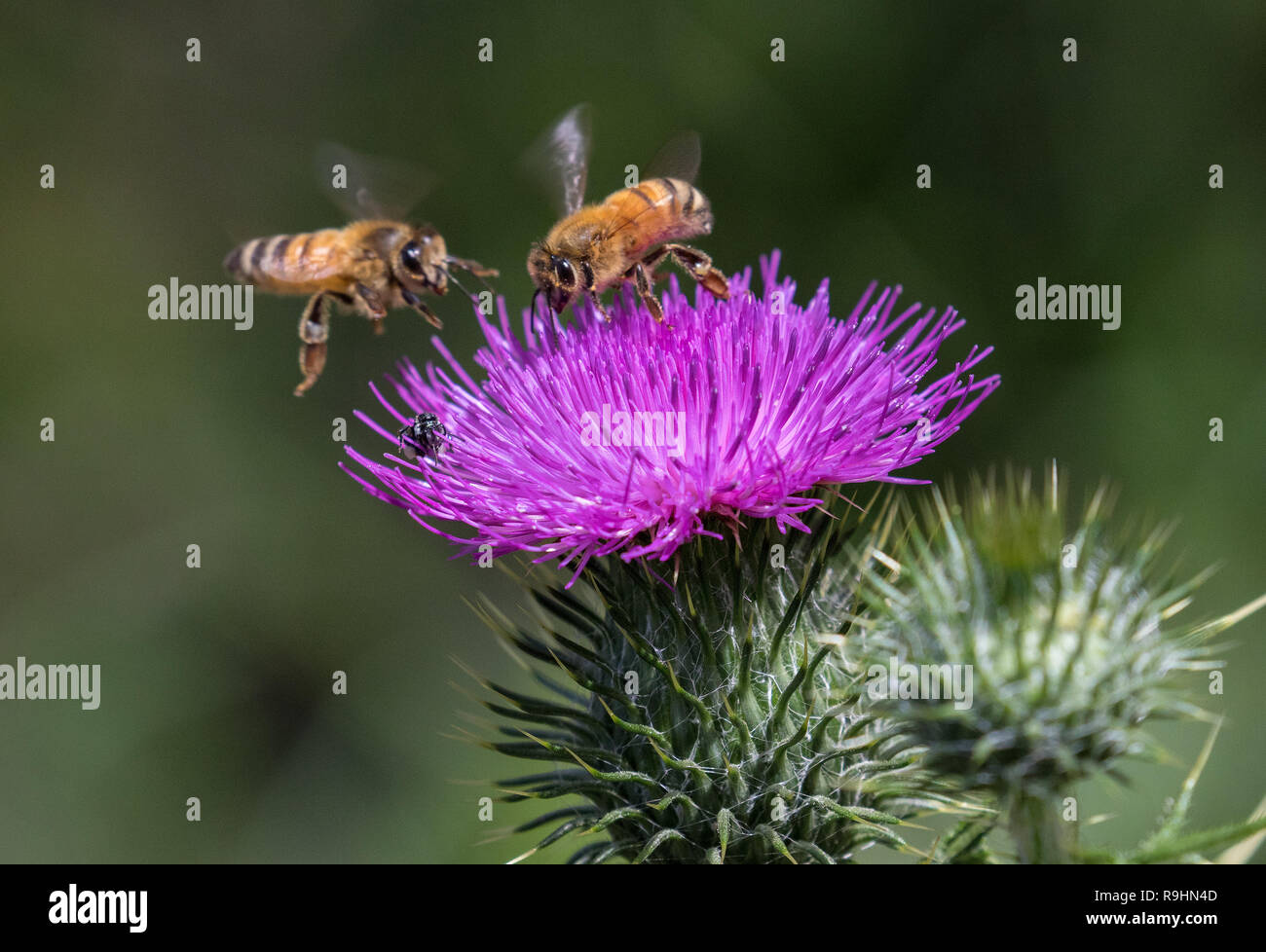 Honey Bee on Scotch Thistle Stock Photo - Alamy