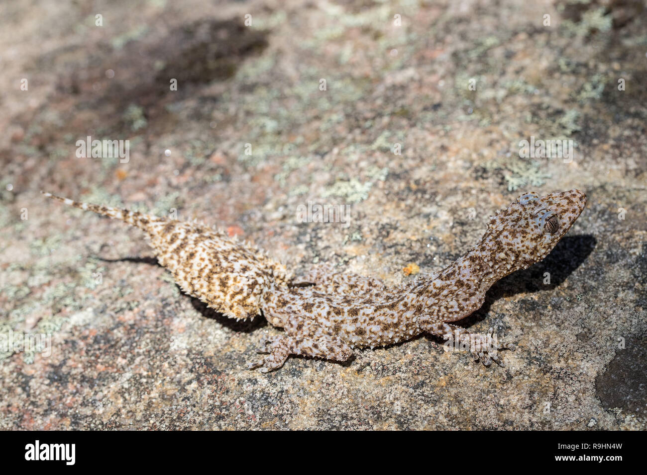Sydney leaf tailed gecko hi-res stock photography and images - Alamy