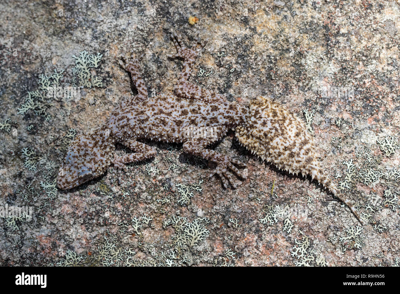 Sydney leaf tailed gecko hi-res stock photography and images - Alamy