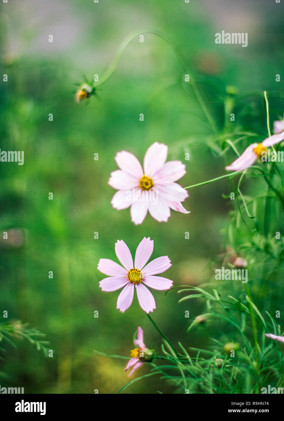daisy garden - gardening, flowers and nature styled concept, elegant ...