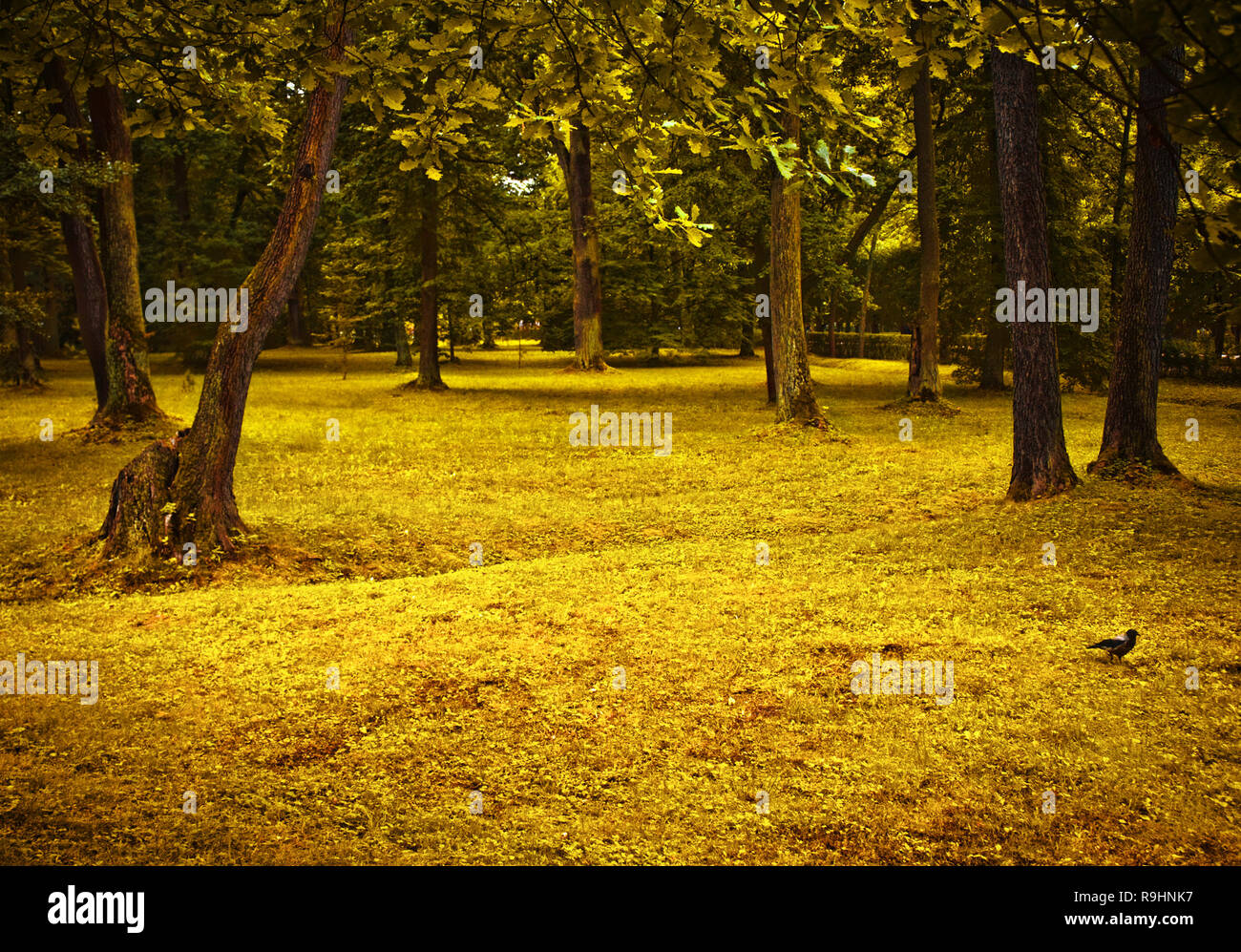 fall scenery, beauty of autumn - nature and environment concept ...
