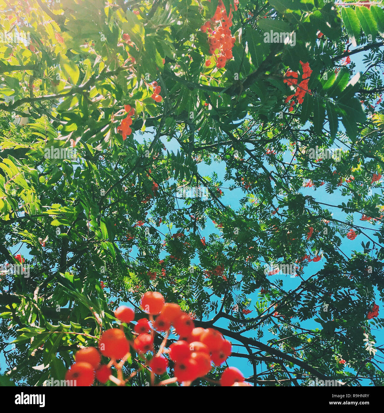 beauty of nature - environment, ecology, plants and gardening concept ...