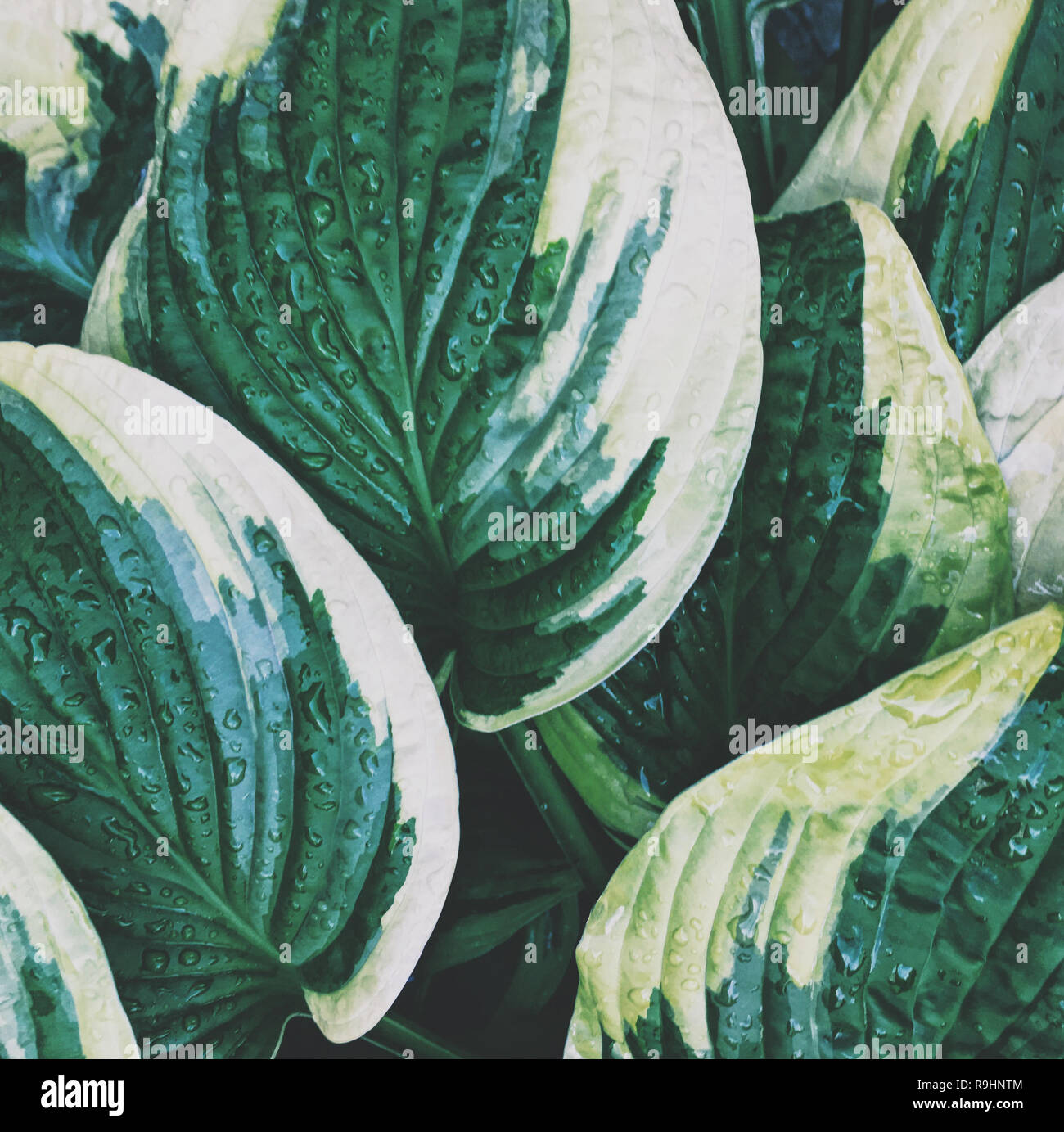 beauty of nature - environment, ecology, plants and gardening concept ...