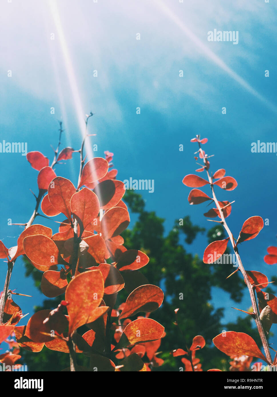 beauty of nature - environment, ecology, plants and gardening concept ...