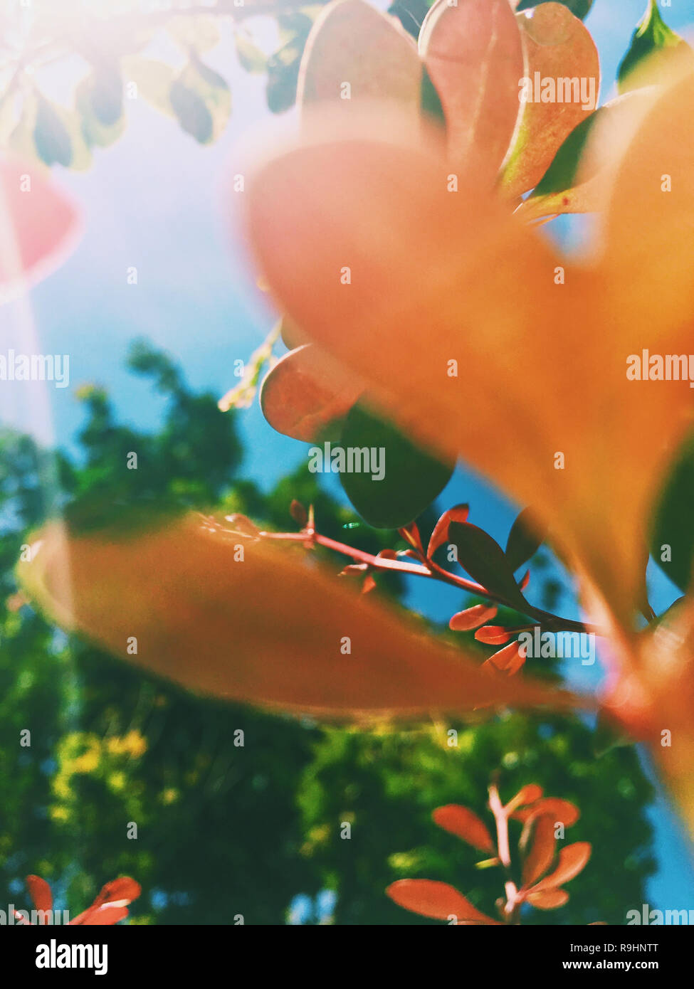 beauty of nature - environment, ecology, plants and gardening concept ...