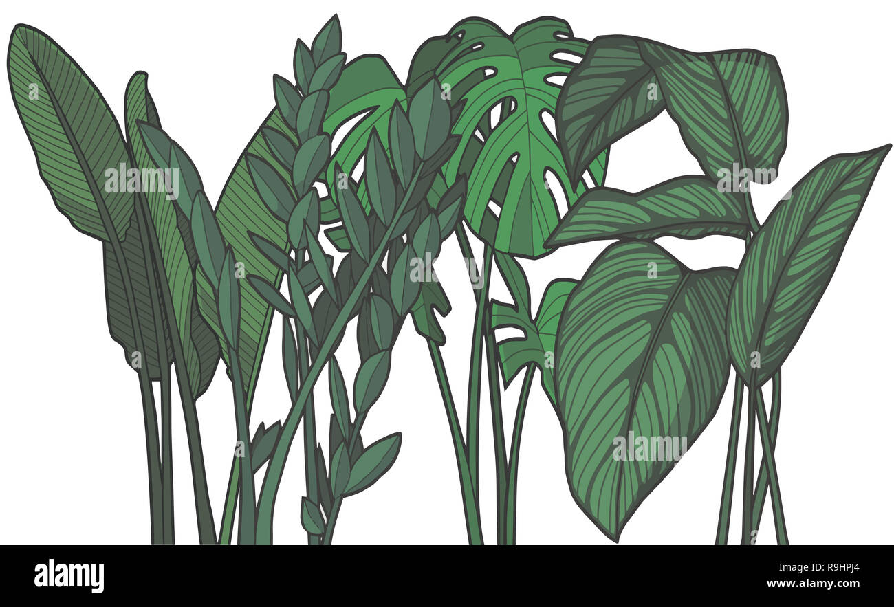 Monstera Deliciosa Windowleaf, Zamioculcas Zamiifolia, Strelitzia ...