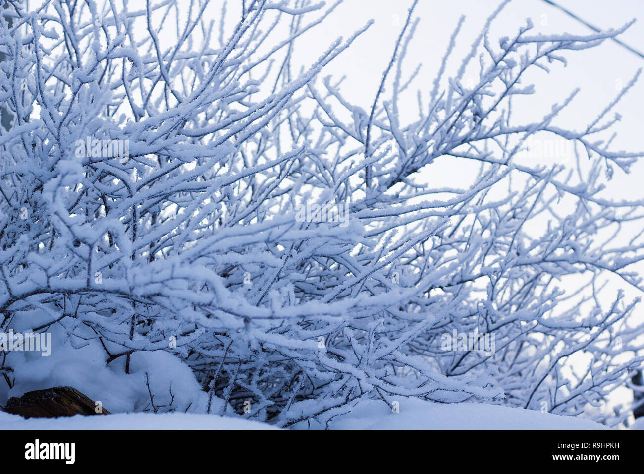 Tree brunches covered with snow caps after the snowfall close up ...