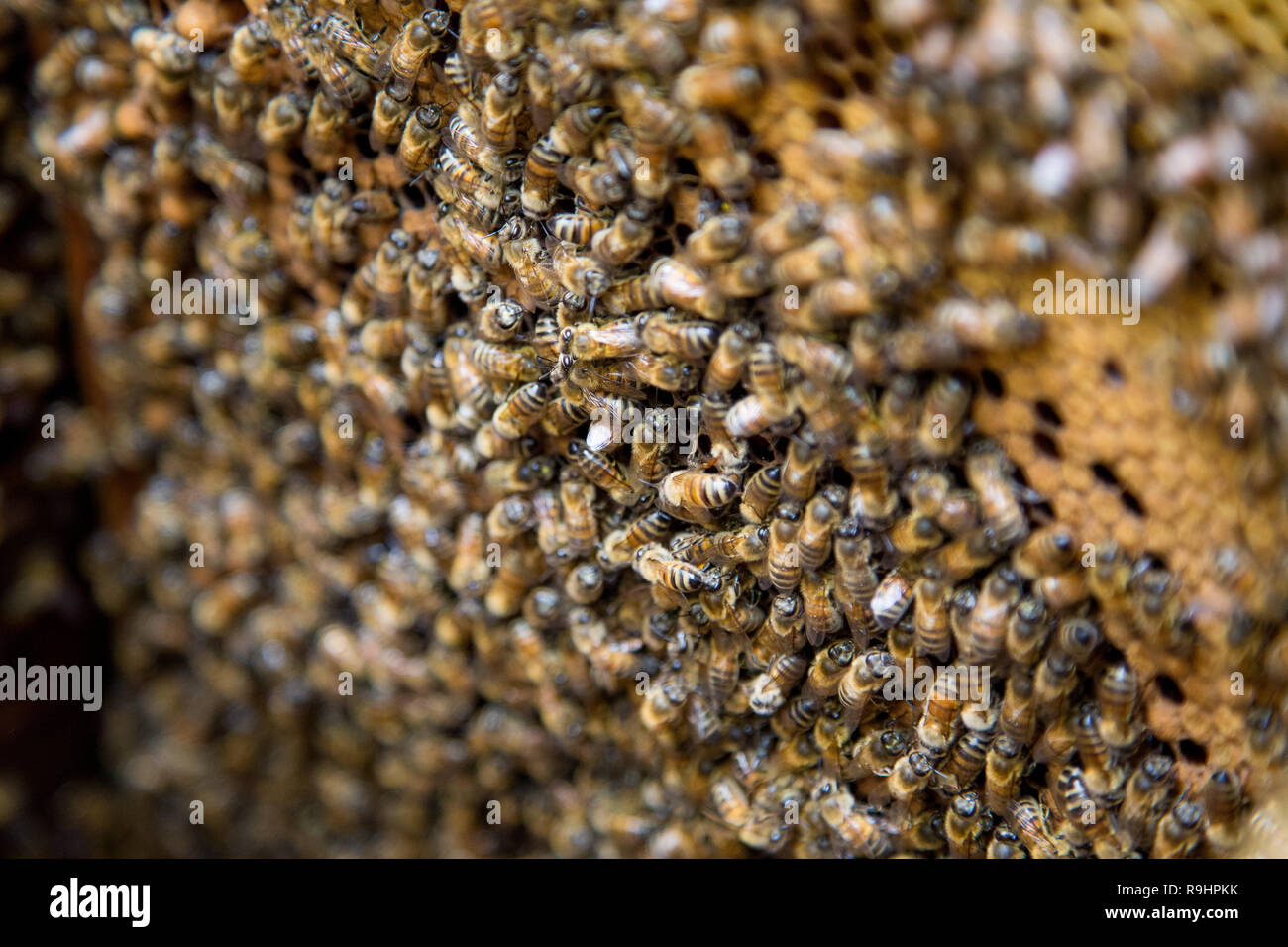 Inside a bee hive hi-res stock photography and images - Alamy