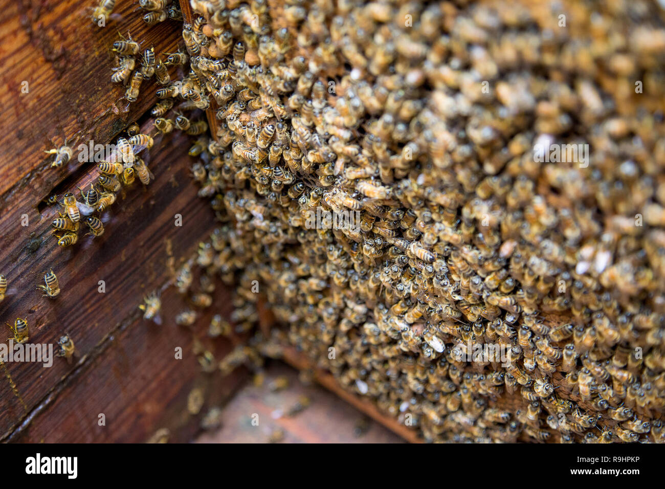 Inside honey bee hive hi-res stock photography and images - Alamy