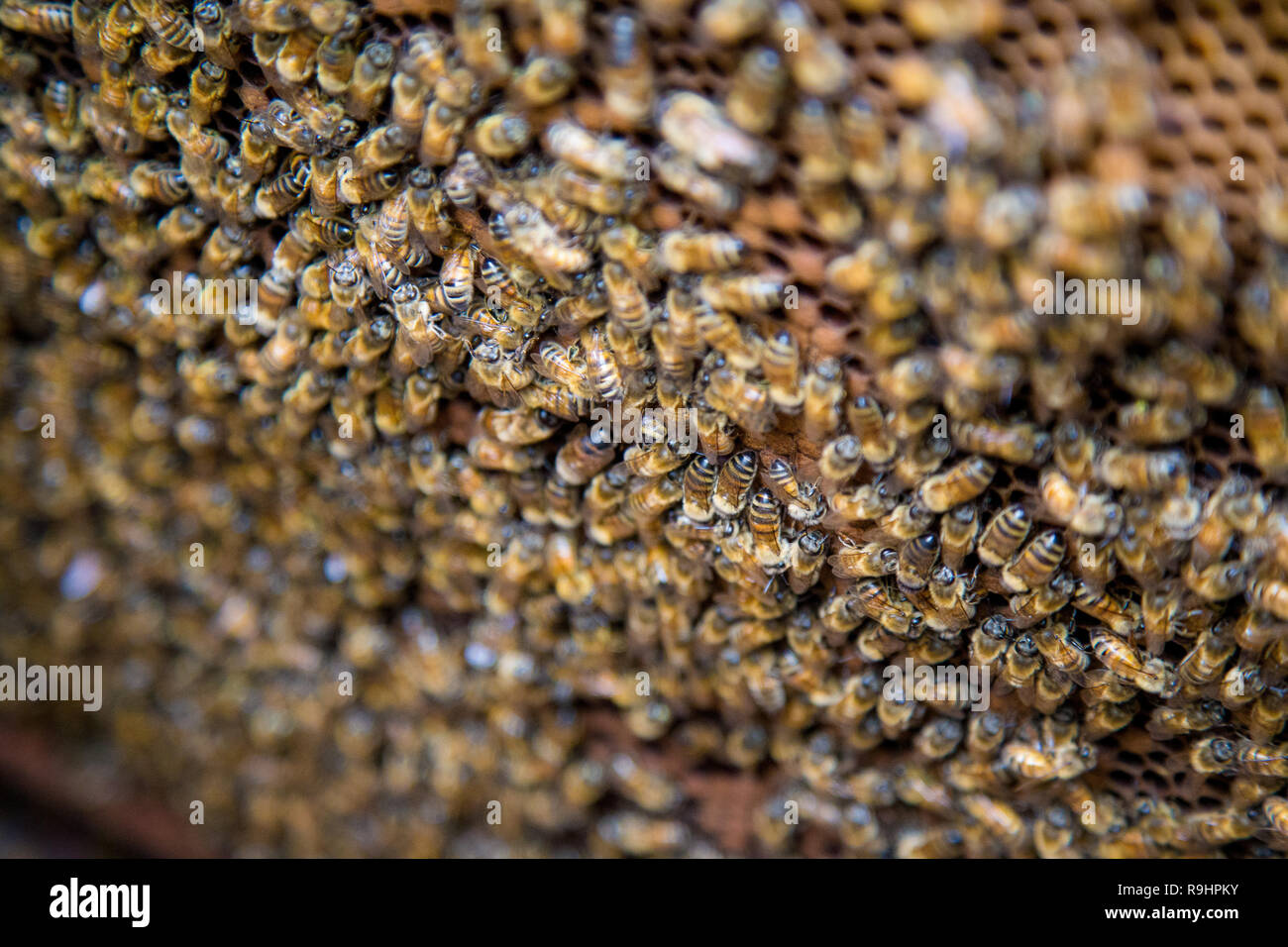 Interior beehive hi-res stock photography and images - Alamy