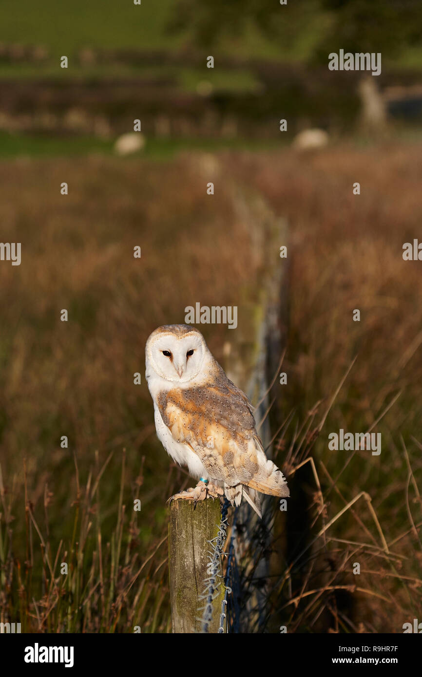 Barn owl fence hi-res stock photography and images - Alamy