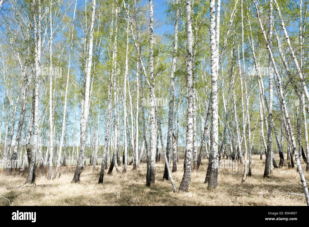 Spring birch forest Stock Photo - Alamy