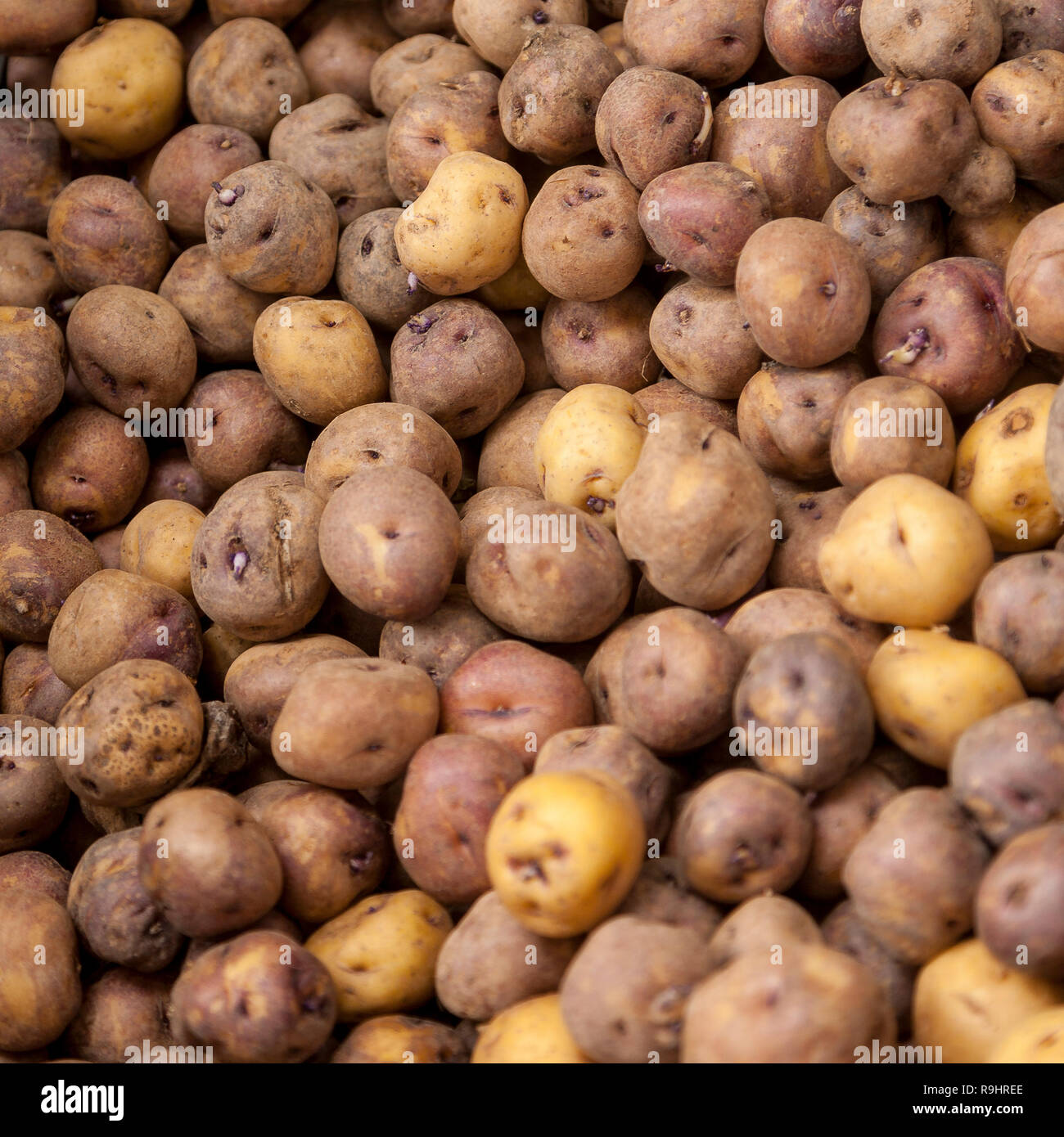 Haria, Lanzarote, known market for his local farming products Stock ...