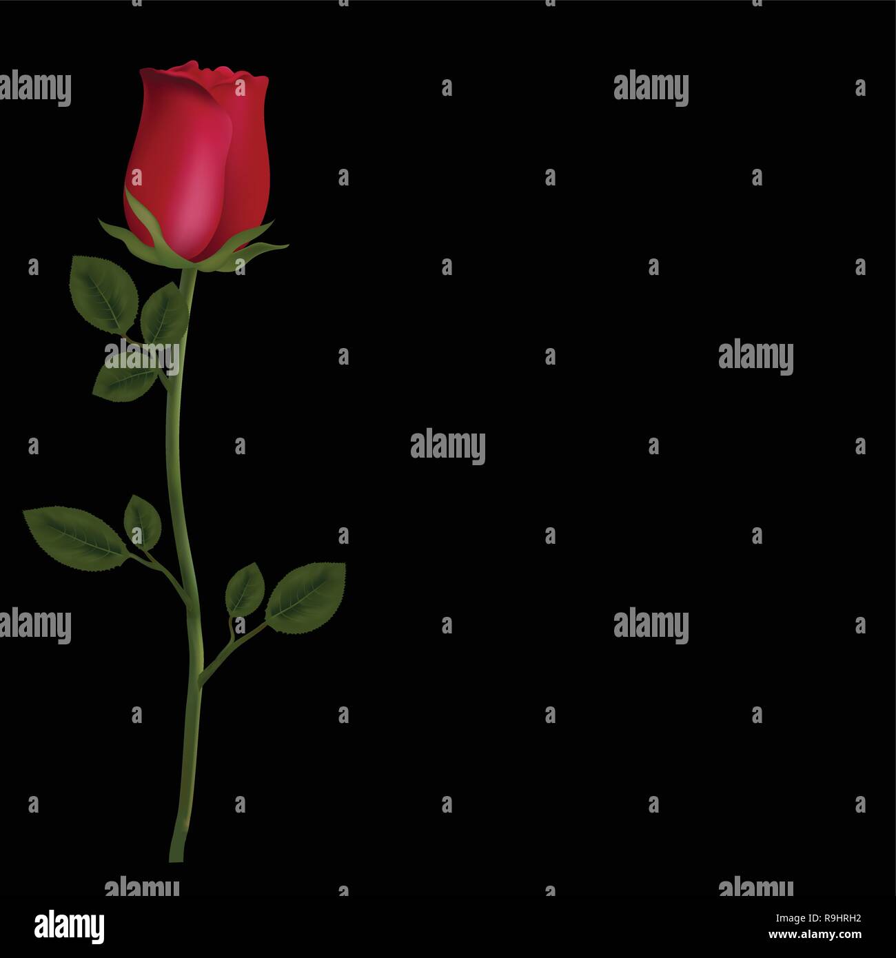 Vector photo-realistic, highly detailed flower of red rose isolated on ...