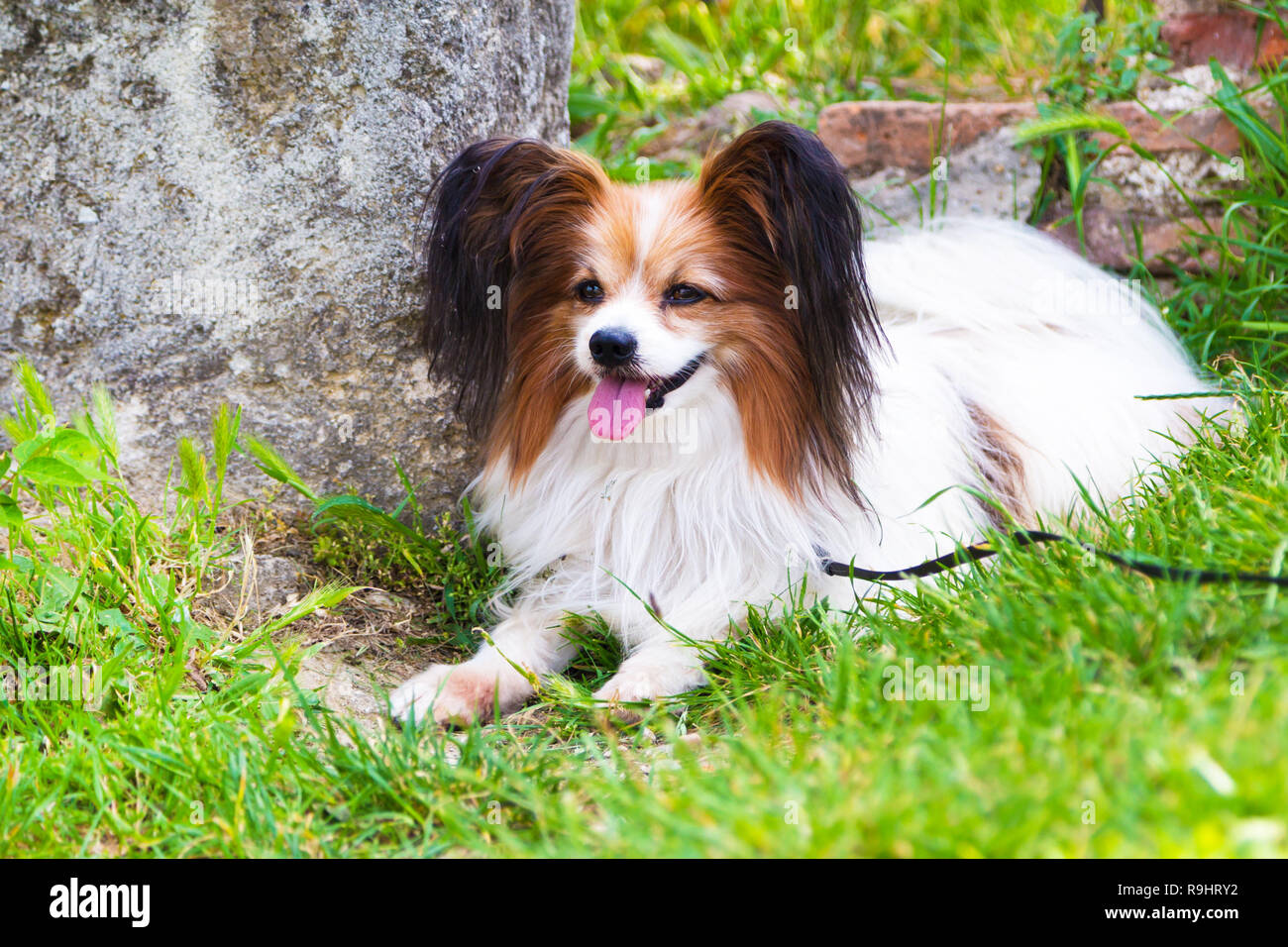 Cute papillon hi-res stock photography and images - Alamy