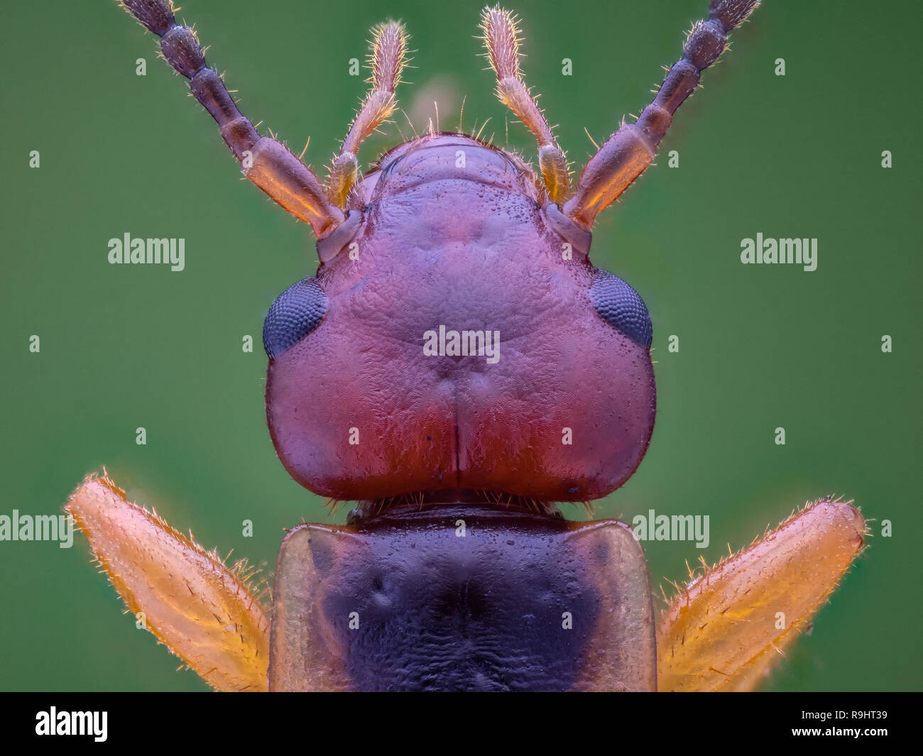 Studio Macro Photography High Resolution Stock Photography and Images ...